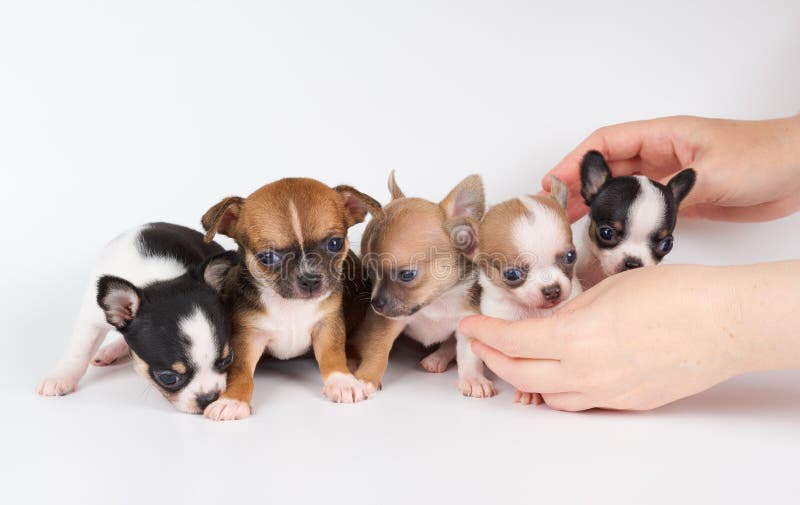 Cinco Perritos De Chihuahua Foto de archivo - Imagen de regazo ...