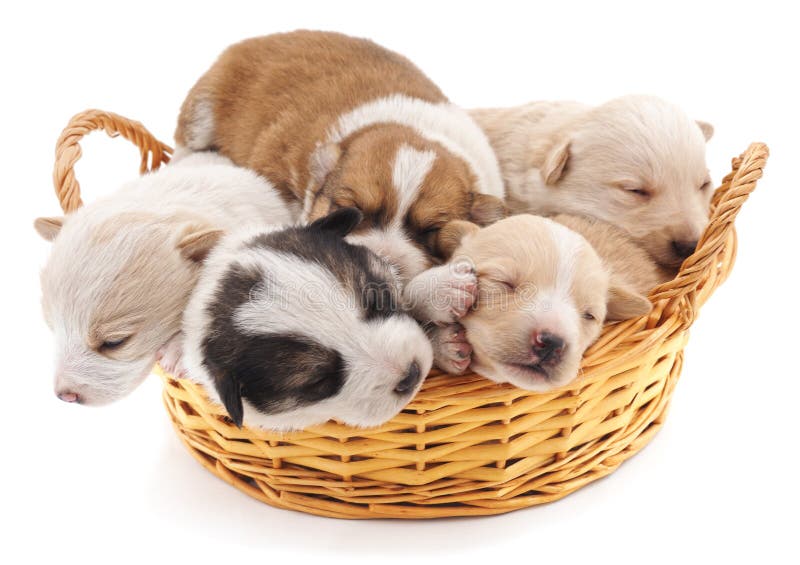 Cinco Perritos En Una Cesta Imagen de archivo - Imagen de perros ...