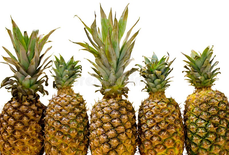 Cinco piñas aisladas. foto de archivo. Imagen de fruta - 19760360