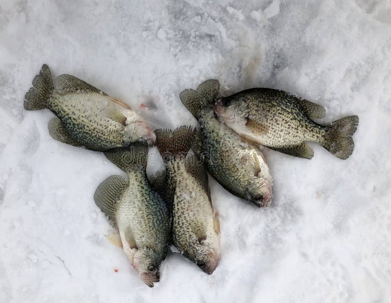 Cinco Tipos De Peixe Que Colocam No Gelo Foto de Stock - Imagem de gelo ...