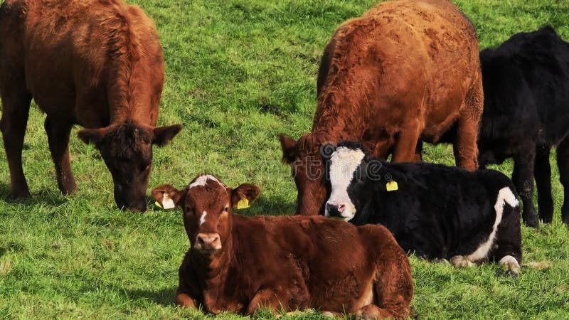 Cinco Vacas, Variando a Cor Do Pasto E Descansando Num Campo Verde Video Estoque - Vídeo de ...