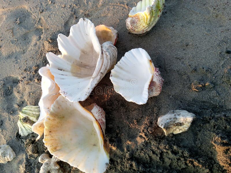Cinde Beach Shells Beautiful Black Sand, Indonesian Snail, East Nusa ...
