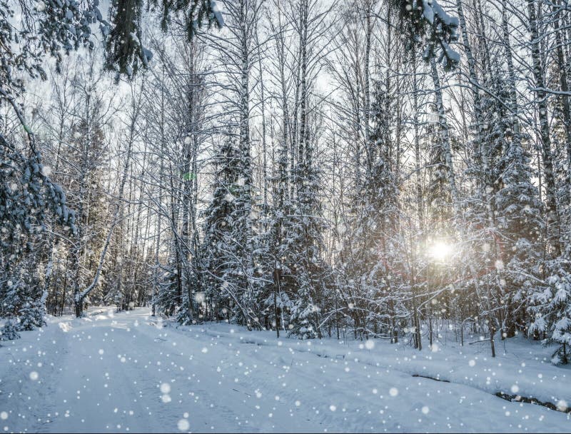 CINEMAGRAPH, 4k, Falling Snow in the Winter Forest, Loop Stock Video ...