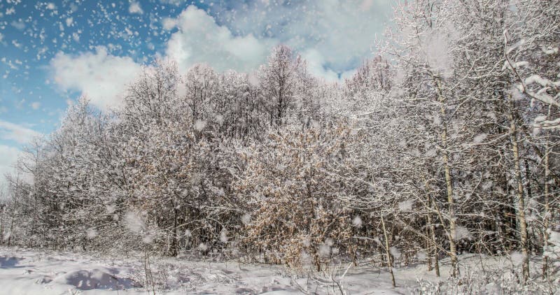 CINEMAGRAPH, 4k, Falling Snow in the Winter Forest, Loop Stock Video ...