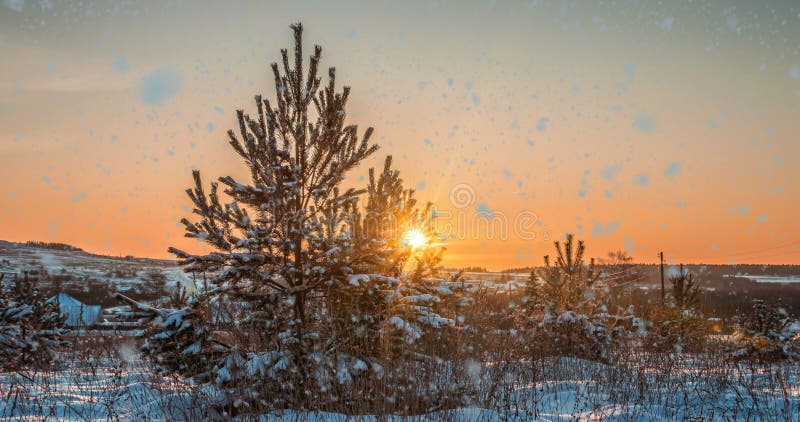 Cinemagraph, 4k, Falling Snow in the Winter Forest, Loop Stock Video ...