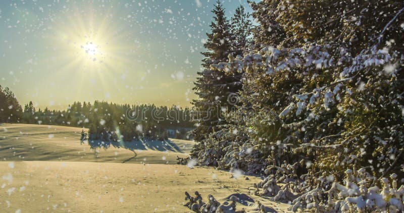Cinemagraph, 4k, Falling Snow in the Winter Forest, Loop Stock Video ...