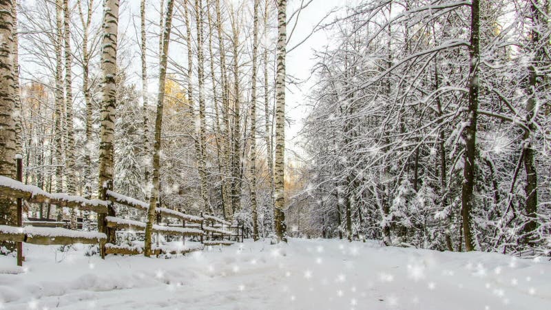 CINEMAGRAPH, 1080p, Falling Snow in the Winter Forest, Loop Stock ...