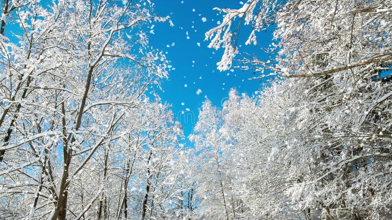 Cinemagraph of Snowy Forest with a Bench Stock Footage - Video of ...