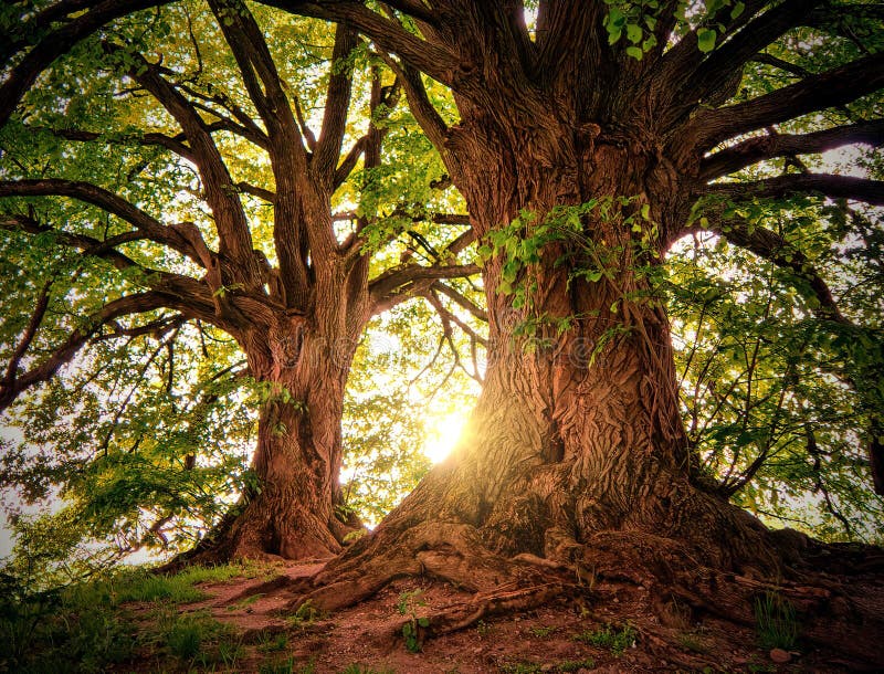 Big Tree with Thick Leaves in the Forest Stock Image - Image of green ...