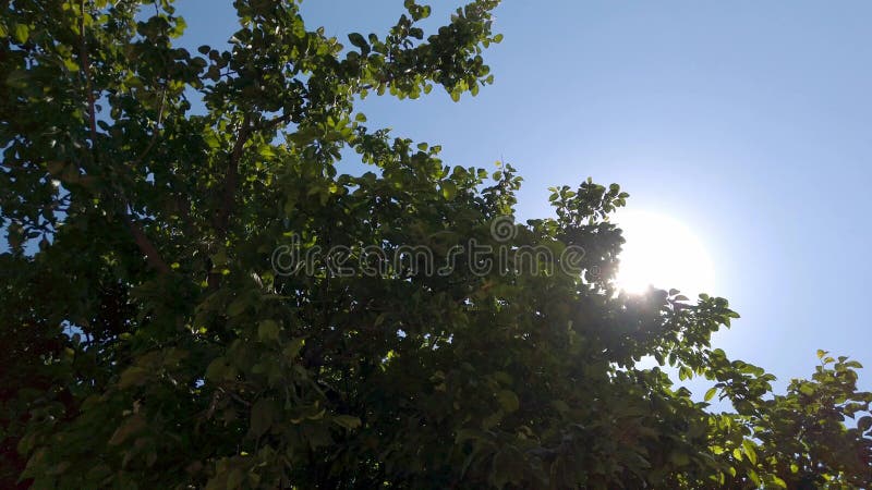 Cinematic, Low Angle Tree View Stock Video - Video of conservation ...