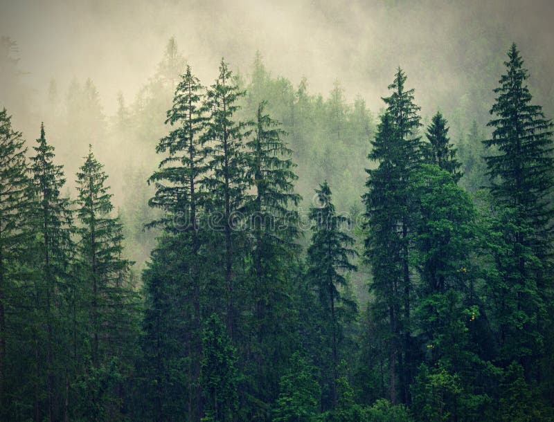 Misty Green Pine Trees in the Middle of the Forest Stock Photo - Image ...