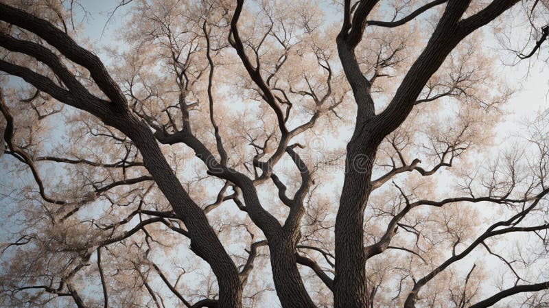 An Cinematic Movie Scene Includes Several Trees in a Land Stock ...