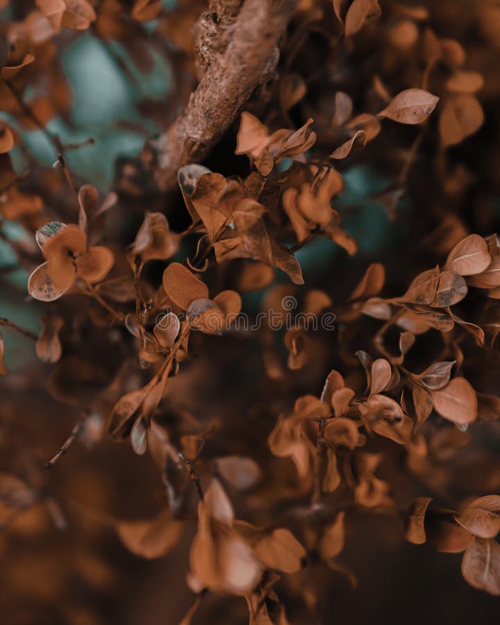 Cinematic plants close up stock image. Image of evening - 196143637