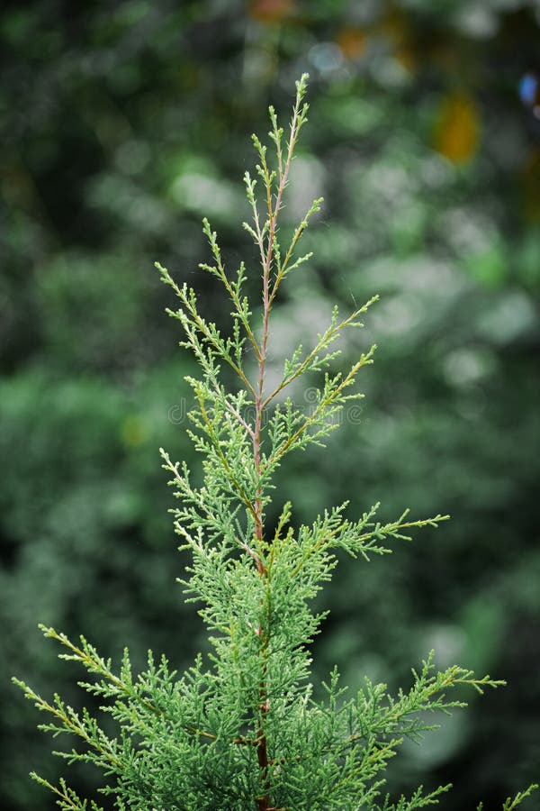 Cinematic Shot of Christmas Tree Top. Stock Photo - Image of branch ...