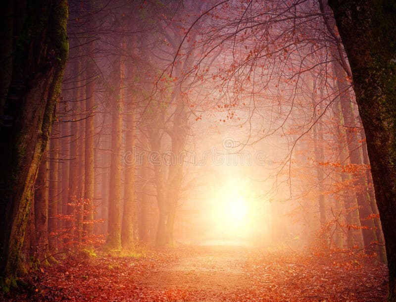 Tree Light on the Street with a Light in the Middle Stock Photo - Image ...