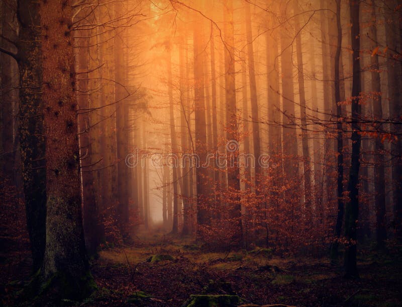 Trees in the Middle of the Forest with Twilight Lighting Stock Image ...