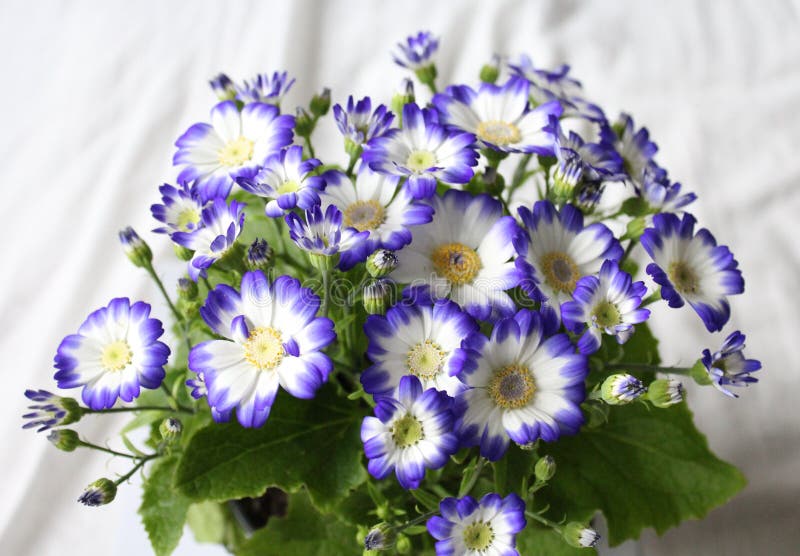 Cineraria stock photo. Image of garden, cineraria, beautiful - 87875146