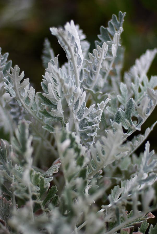 Cineraria Maritima (Senecio Bicolor) Stock Photo - Image of raire ...