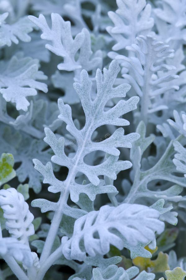 Cineraria silver dust stock image. Image of leaves, plant - 25868429