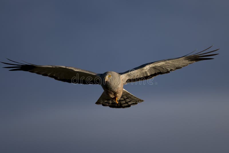 African Harrier Hawk in Flight Stock Photo - Image of plaining, brown ...
