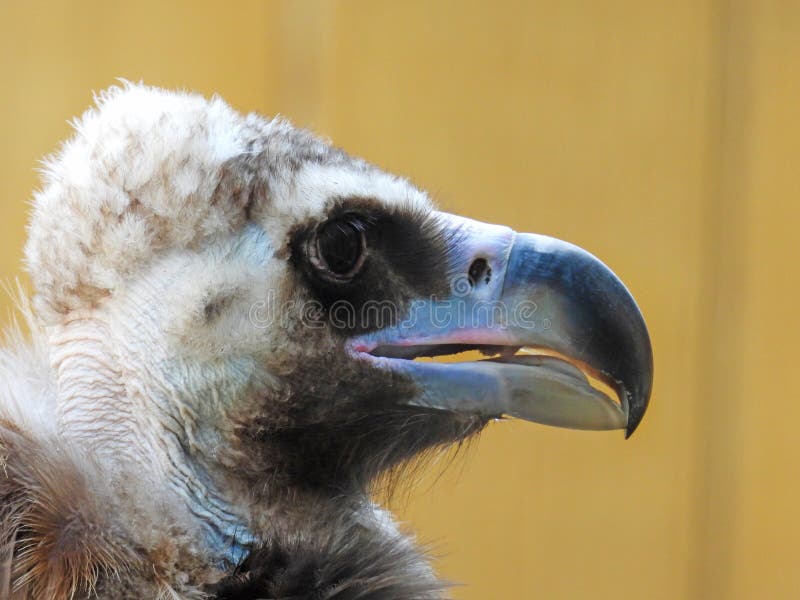 Cinereous Vulture Head Profile and Beak Stock Image - Image of feather ...