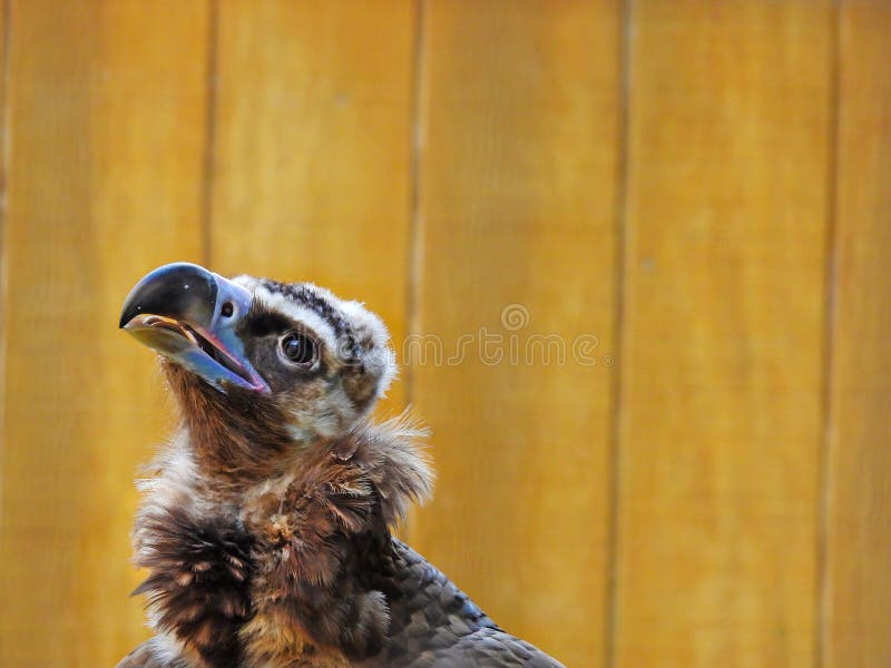 808 Meat Carrion Stock Photos - Free & Royalty-Free Stock Photos from ...