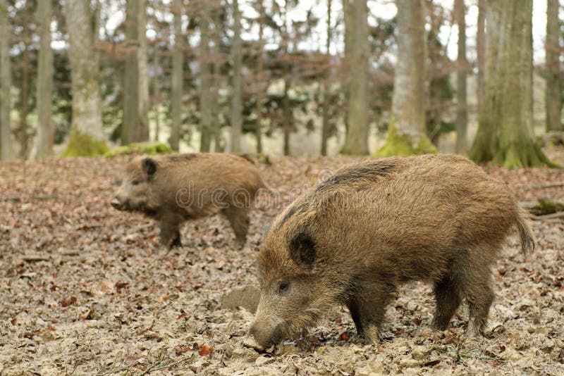 Cinghiale fotografia stock. Immagine di selvaggio, foresta - 18676822