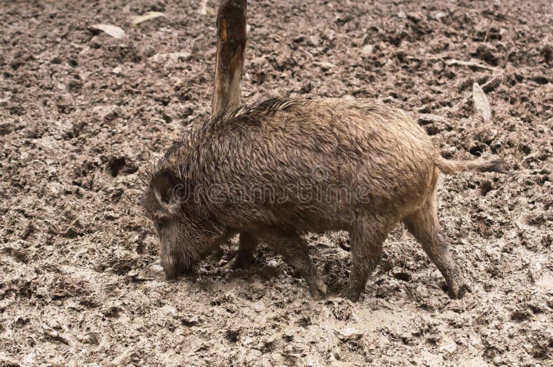 Cinghiale immagine stock. Immagine di bestiame, zoccolo - 32860599