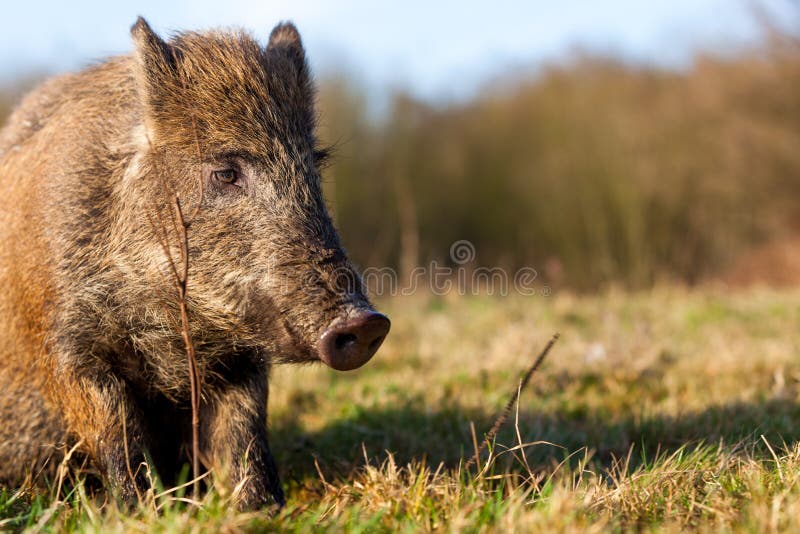 Cinghiale fotografia stock. Immagine di fauna, nessuno - 37134418