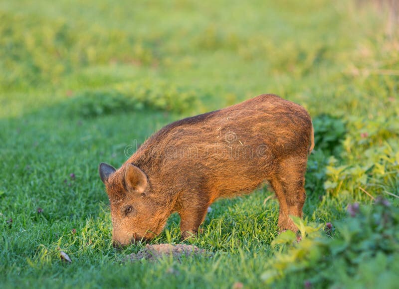 Piccolo Cinghiale Foto Stock - Download 441 Royalty Free Photos