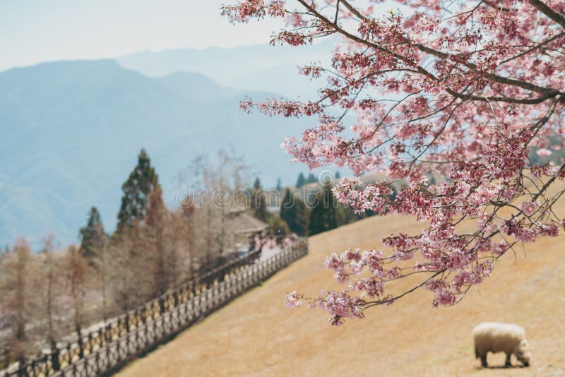 Cingjing Farm with Spring Cherry Blossoms and Sheep in Nantou County ...