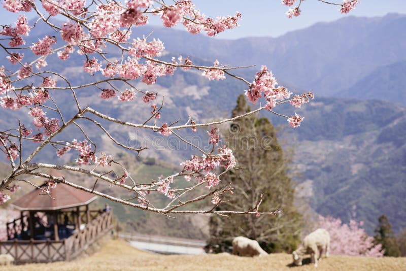 Cingjing Farm with Spring Cherry Blossoms and Sheep in Nantou County ...