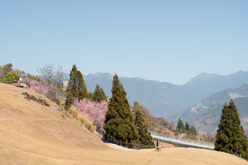 Cingjing Farm at Spring in Nantou County, Taiwan Stock Photo - Image of ...