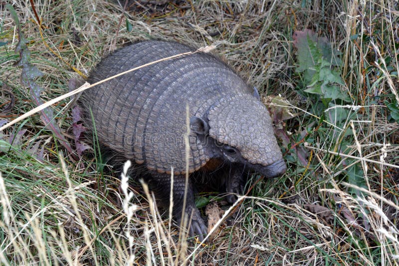 Cingulata (armadillo) in Torres Del Pine Park Stock Photo - Image of ...