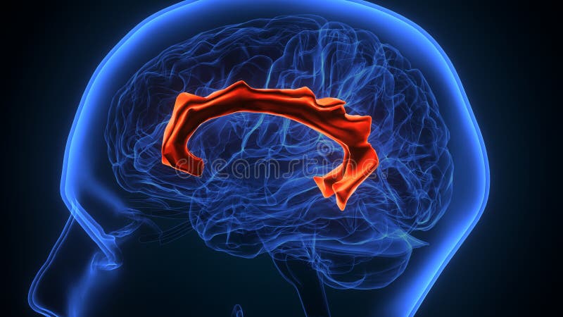 3d Illustration of Human Brain Cingulate Gyrus Anatomy Stock ...
