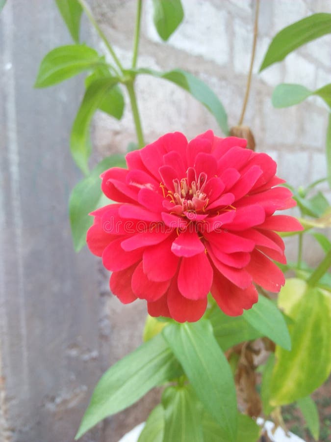 Siniyas Flower Image Stock Photos - Free & Royalty-Free Stock Photos ...