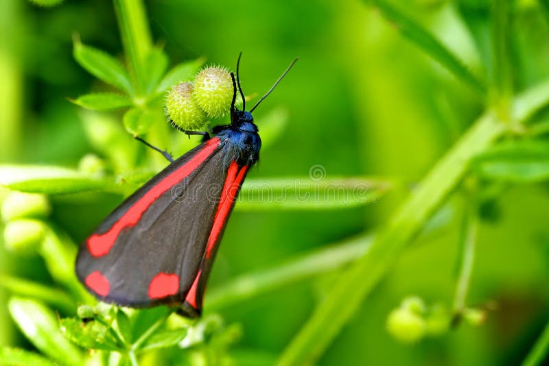 The Cinnabar Moth Caterpillar (Tyria Jacobaeae) Stock Photo - Image of ...