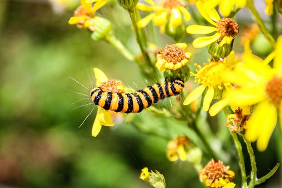 Caterpillar chowing down stock image. Image of chowing - 191600883