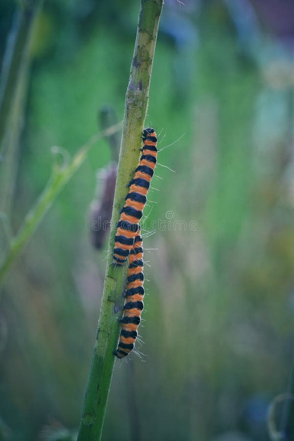 Cinnabar Moth Caterpillars on a Ragwort Plant Stock Image - Image of ...