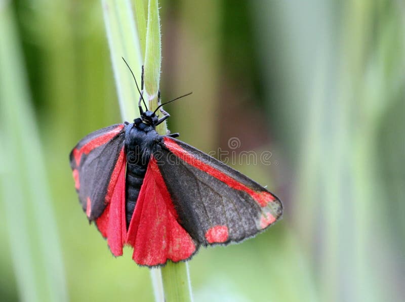 The Cinnabar Moth Caterpillar (Tyria Jacobaeae) Stock Photo - Image of ...