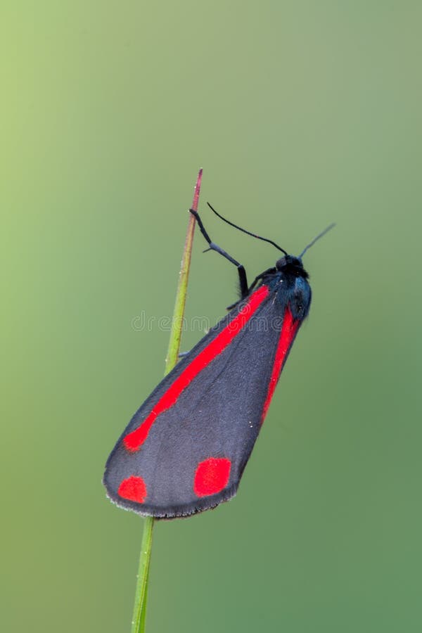Cinnabar Moth - Tyria Jacobaeae Stock Image - Image of wild, jacobaeae ...