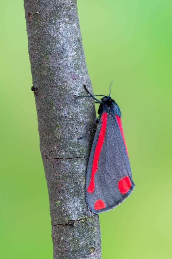 Cinnabar Moth - Tyria Jacobaeae Stock Image - Image of wildlife, nature ...