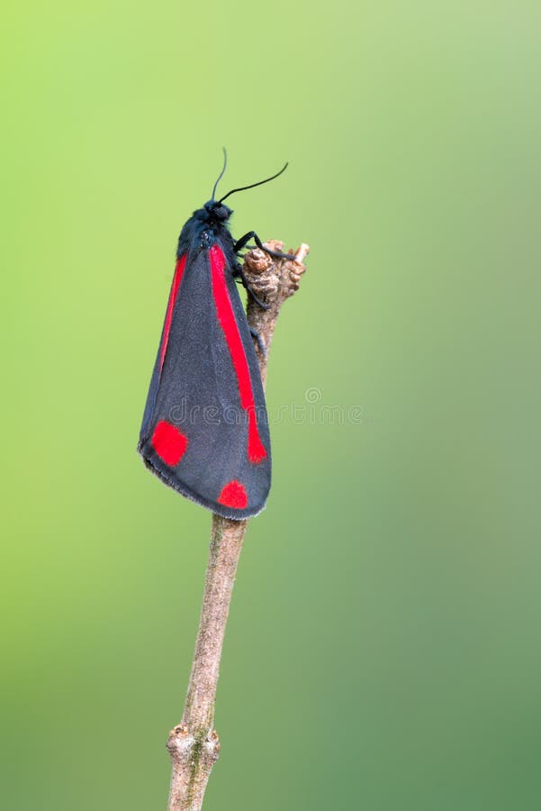 Cinnabar Moth - Tyria Jacobaeae Stock Image - Image of animal, tyria ...