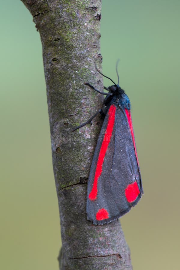 Cinnabar Moth - Tyria Jacobaeae Stock Photo - Image of common, green ...