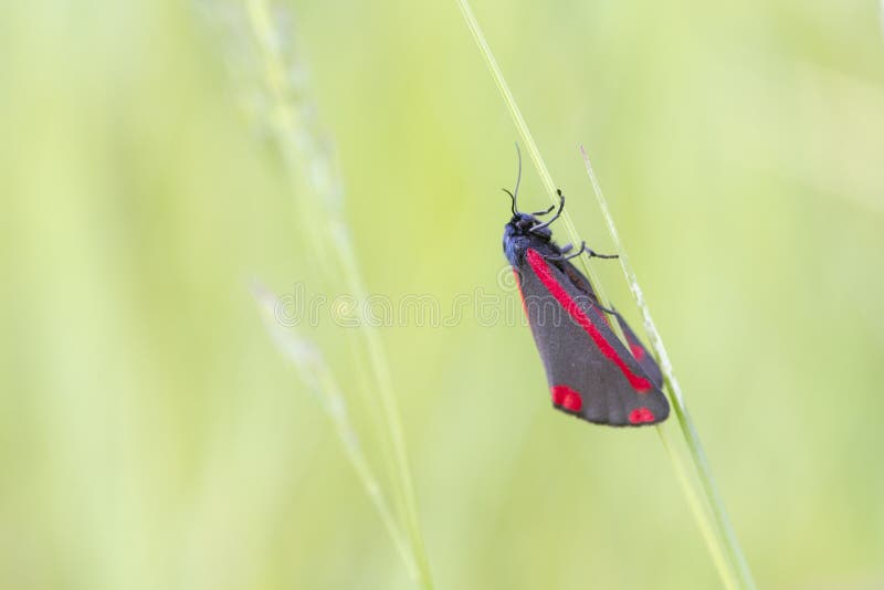 The Cinnabar Moth Caterpillar (Tyria Jacobaeae) Stock Photo - Image of ...