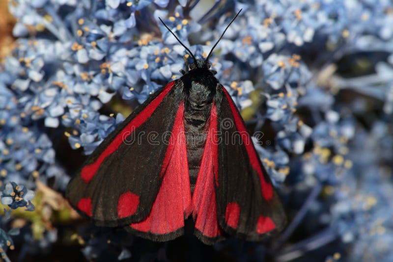 Cinnabar moth. stock photo. Image of insect, profile - 40709356