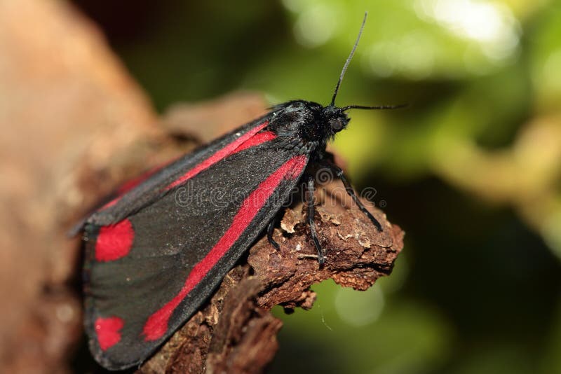 The Cinnabar Moth Caterpillar (Tyria Jacobaeae) Stock Photo - Image of ...