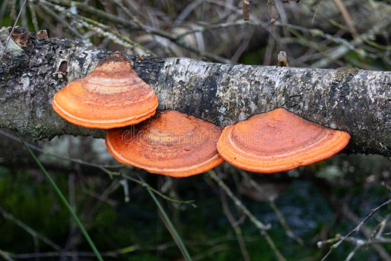 Polypore Mushrooms Grow on a Tree Stump Covered with Green Moss Stock ...