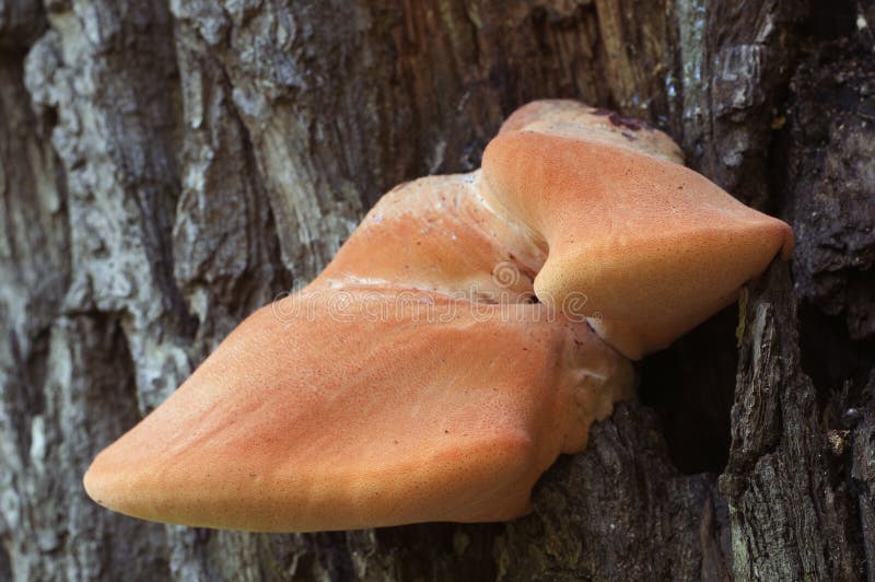 Cinnabar polypore stock photo. Image of fungus, pycnoporus - 82563354