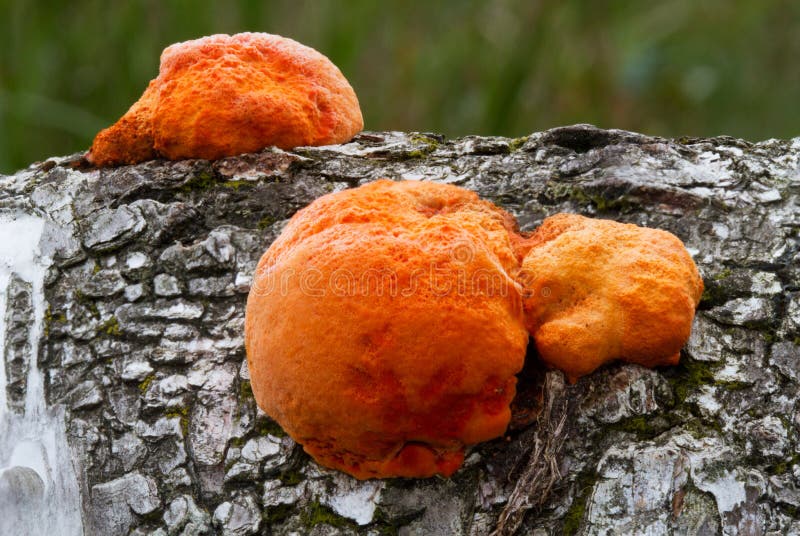 Cinnabar Polypore stock photo. Image of pathogen, orange - 45869256